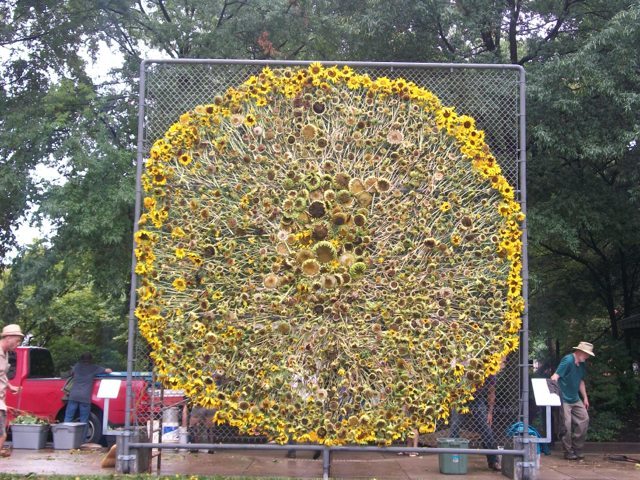 Labor Day Sunflower Project blossoms in 5th year downtown | Blank Newspaper